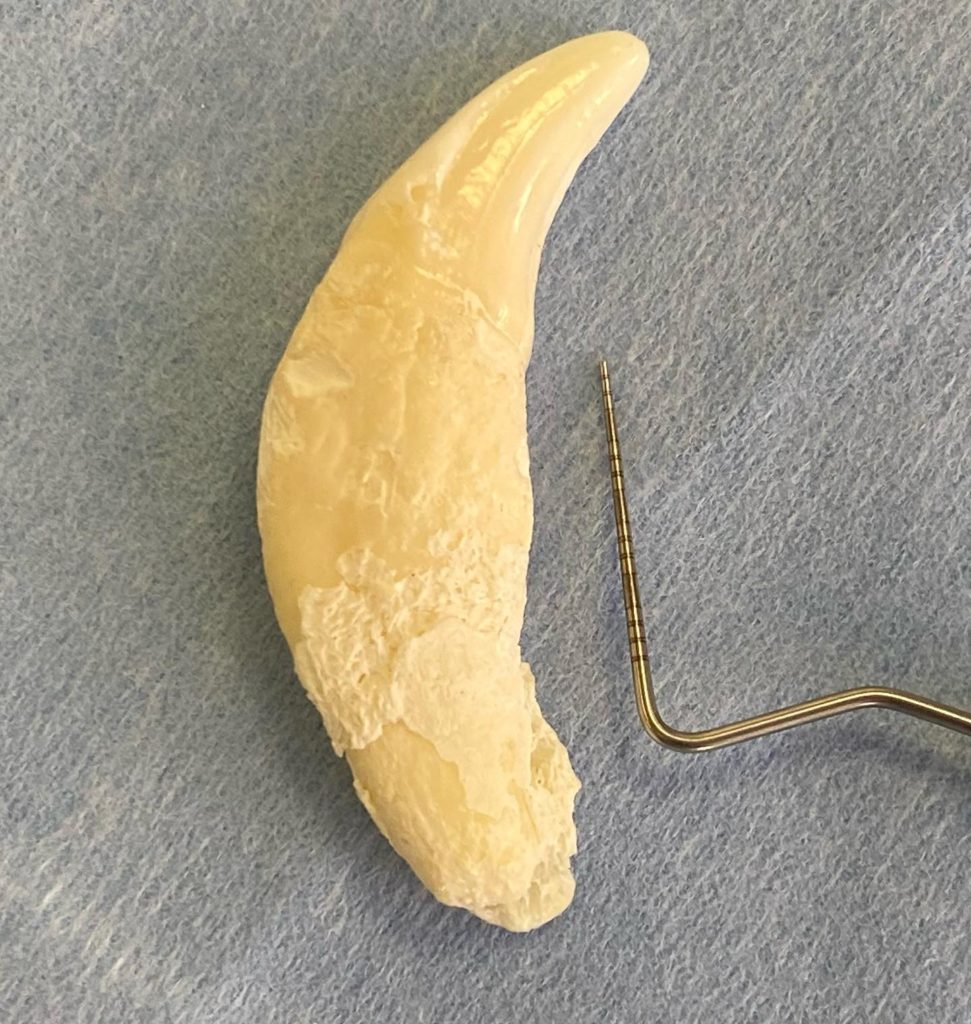 Veterinary Dental Specialties — Broken or Fractured Pet Teeth