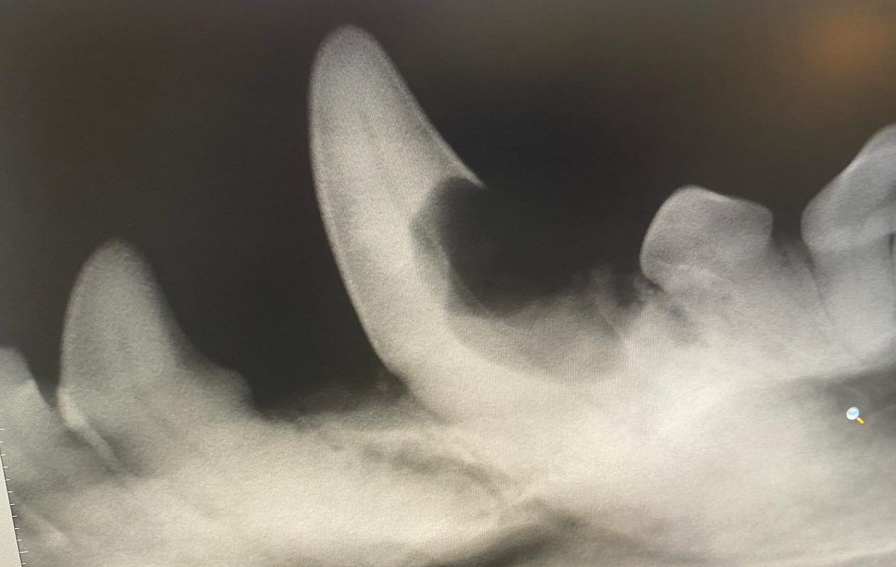 Veterinary Dental Specialties — Tooth Resorption