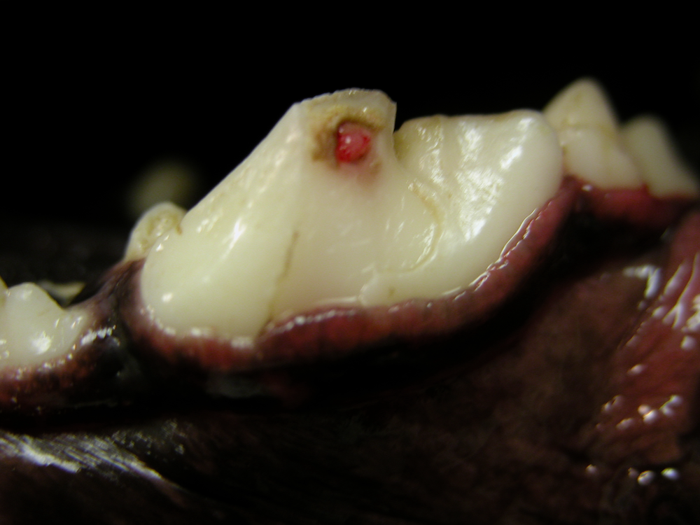 Veterinary Dental Specialties — Broken or Fractured Pet Teeth