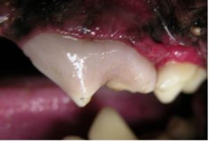 Veterinary Dental Specialties — Discolored Pet Teeth