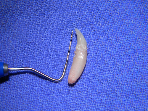 Veterinary Dental Specialties — Broken or Fractured Pet Teeth