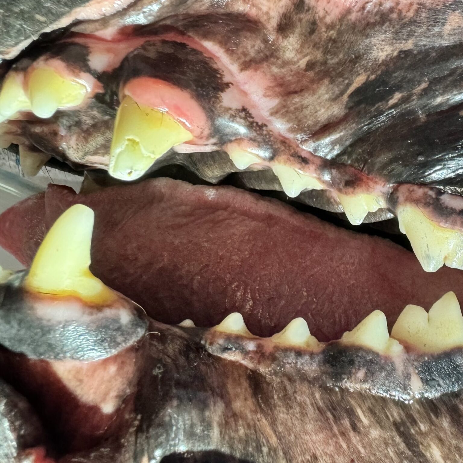 Veterinary Dental Specialties — VDS Austin