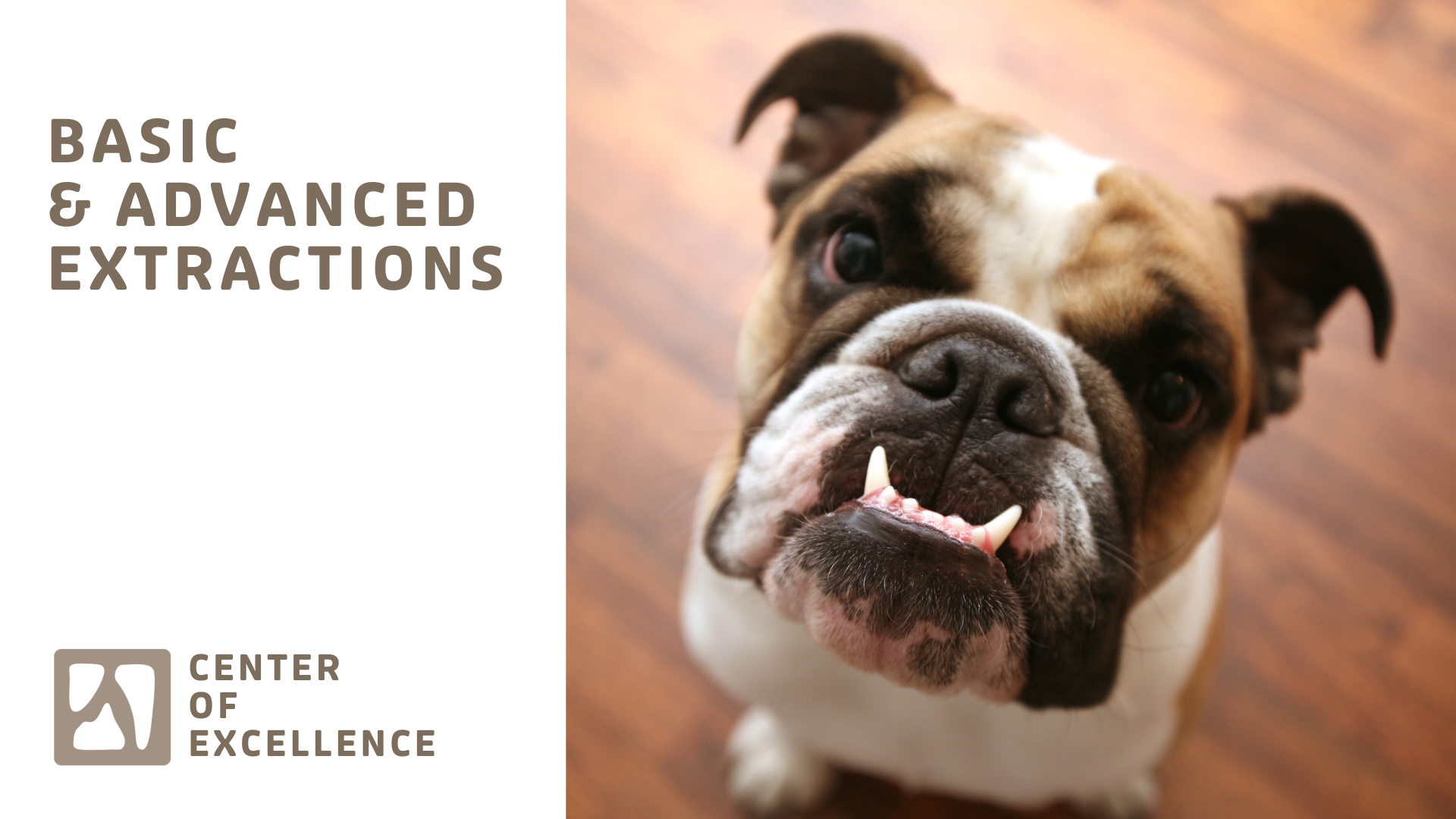 Veterinary Dental Specialties — Center of Excellence In Person VDS Classes