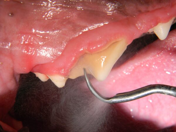 Veterinary Dental Specialties — Ultrasonic Scaling and the Importance ...