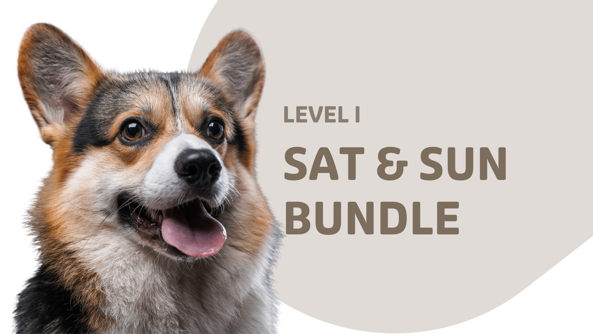 Veterinary Dental Specialties — Center of Excellence In Person VDS Classes